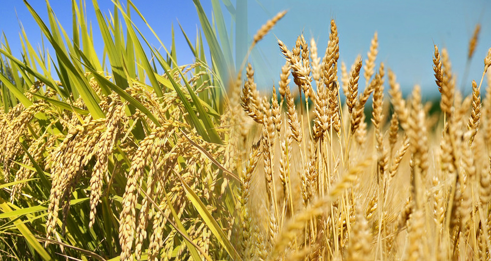 साढे तीन खर्बको कृषिवस्तु आयात गरेर अरुकै उपज निर्यातमा आत्मरति ...